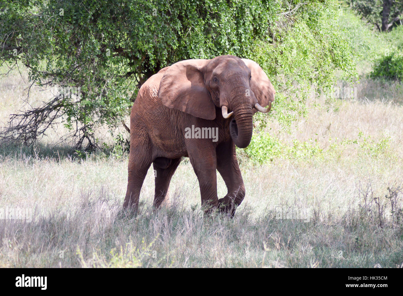Very angry elephant in West Tsavo Park in Kenya Stock Photo - Alamy