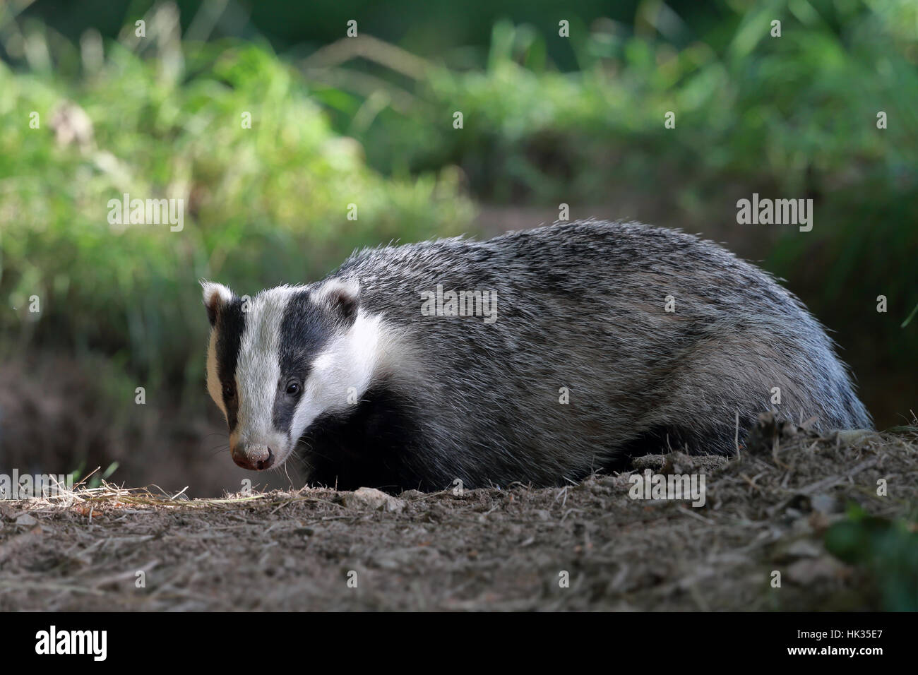 Badger at home in a forest Stock Photo - Alamy