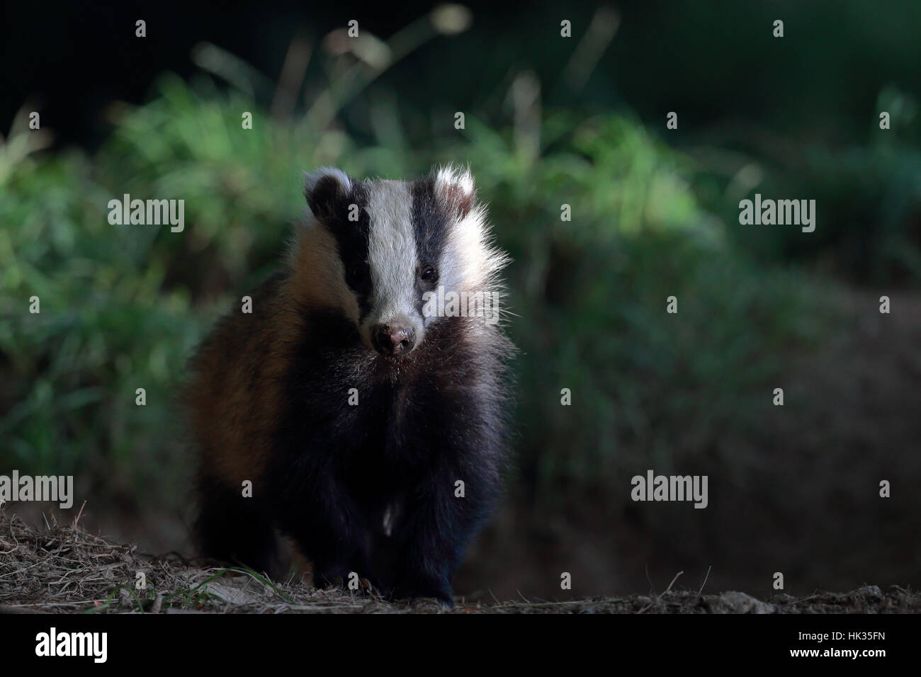 Badger at home in a forest Stock Photo - Alamy
