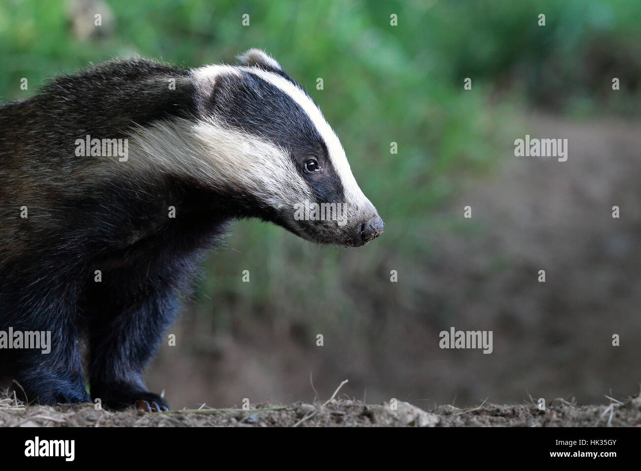 Badger at home in a forest Stock Photo - Alamy