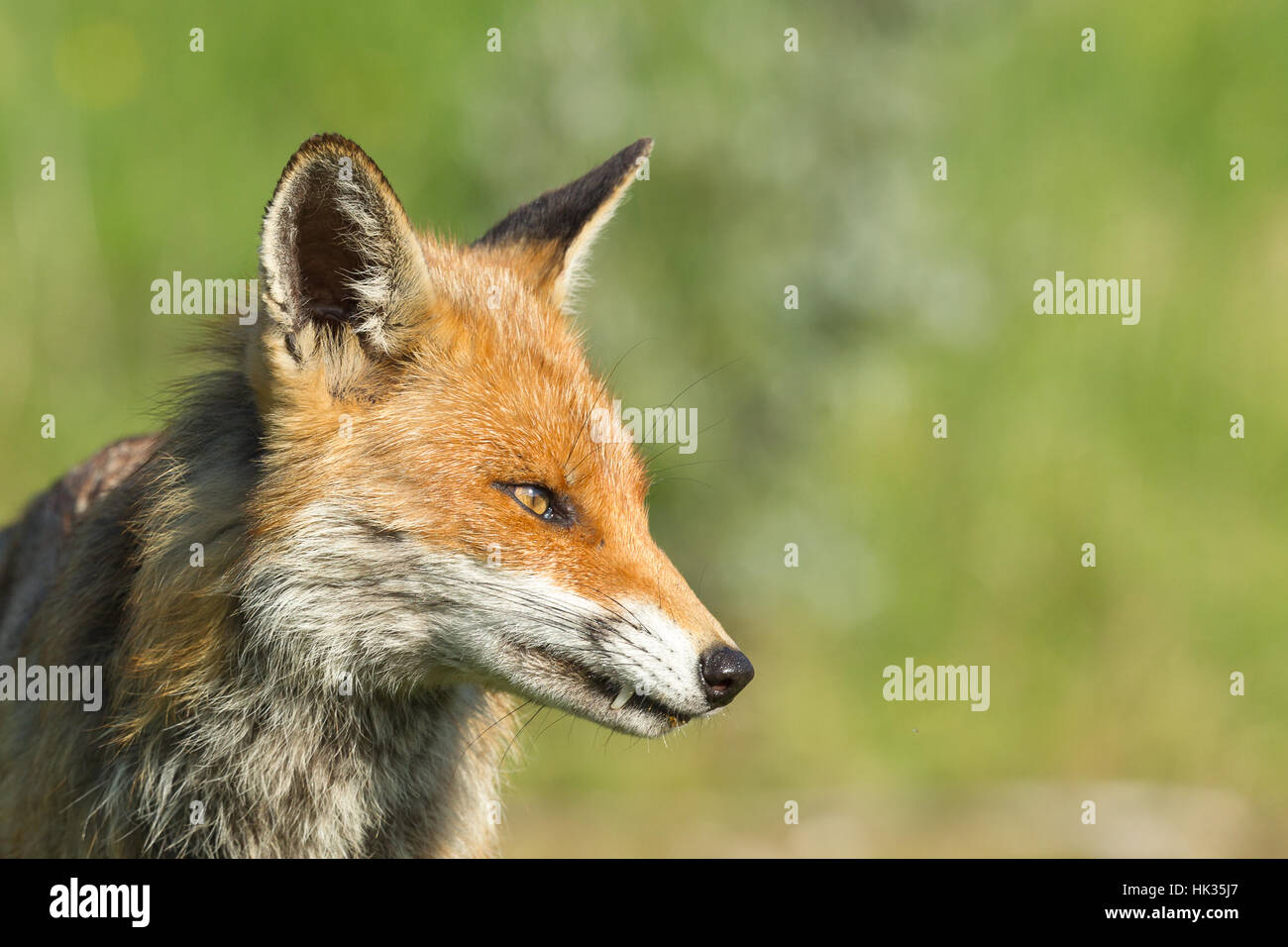 Red Fox in flowers and grass Stock Photo - Alamy