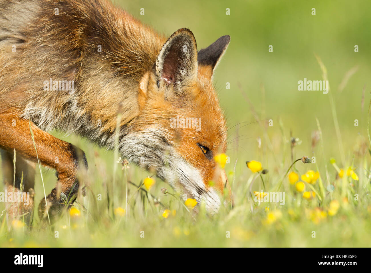 Red Fox in flowers and grass Stock Photo - Alamy