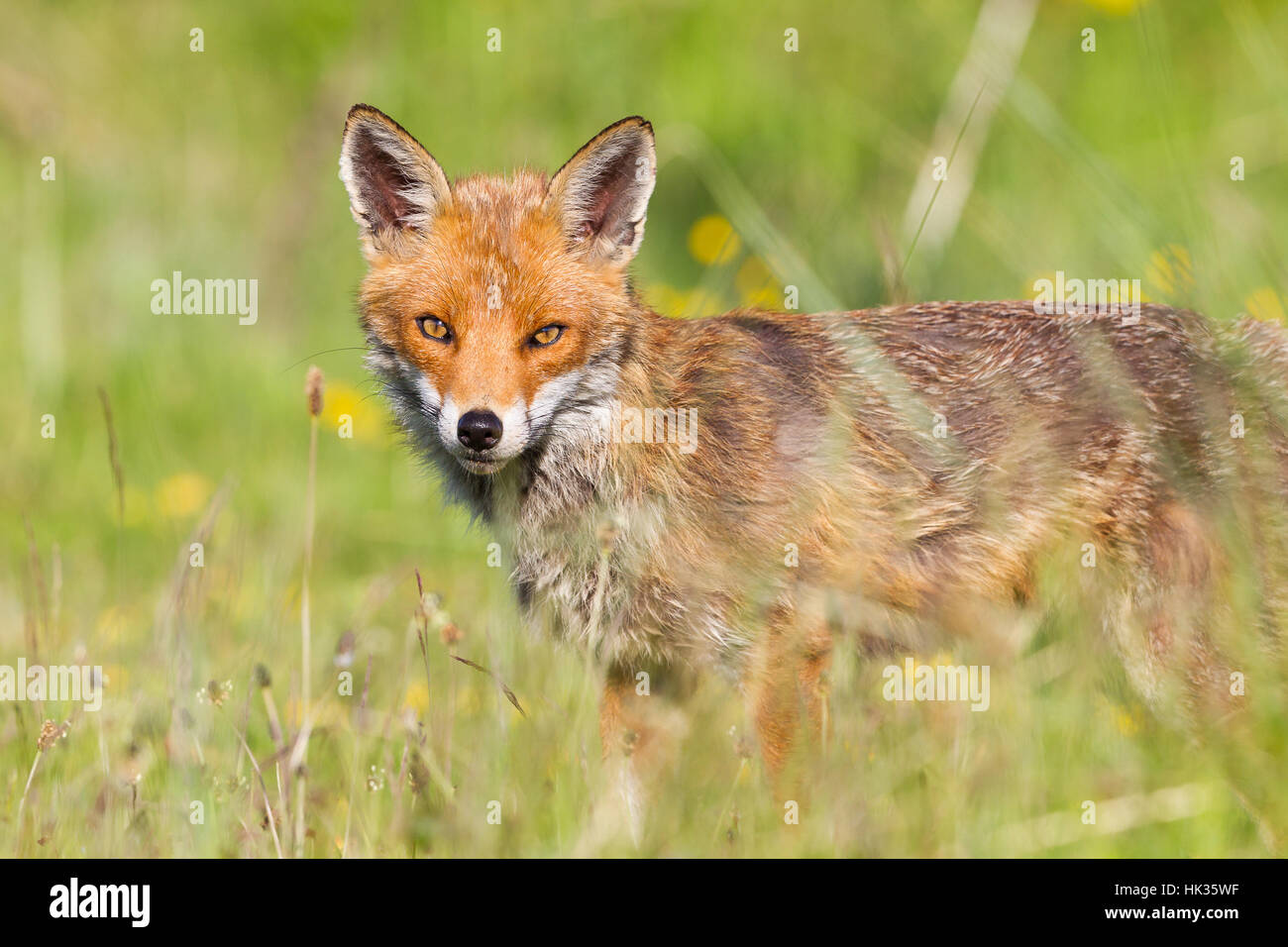 Red fox ears hi-res stock photography and images - Alamy