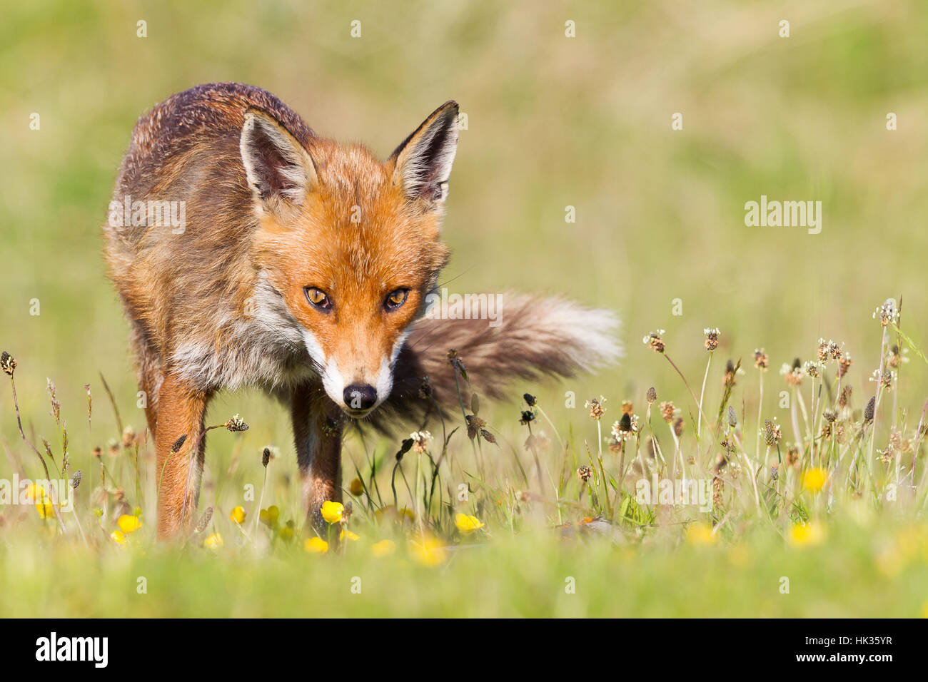 Red fox ears hi-res stock photography and images - Alamy
