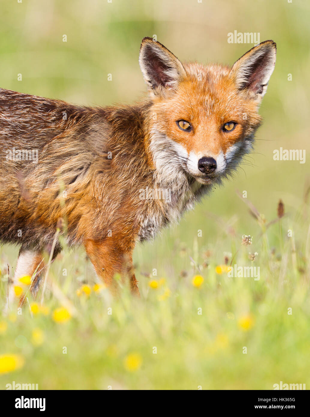 Red fox ears hi-res stock photography and images - Alamy