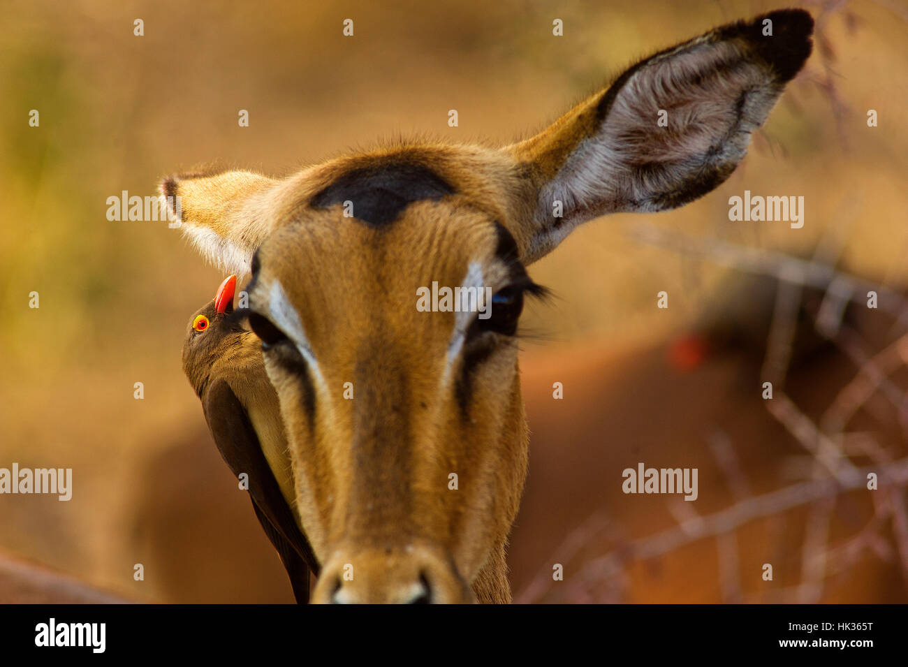 African oxpecker hi-res stock photography and images - Alamy