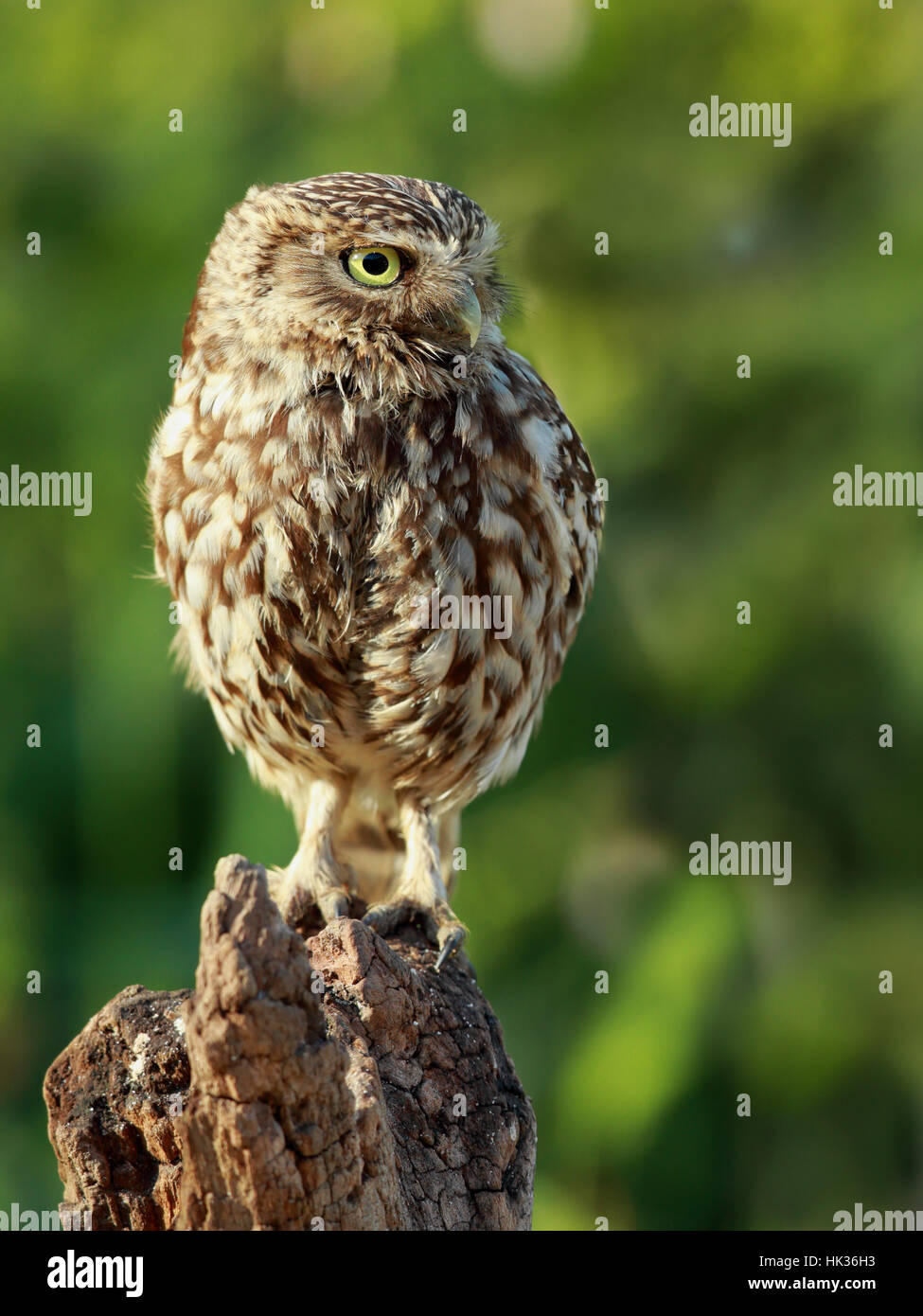 Little owl on perch Stock Photo - Alamy