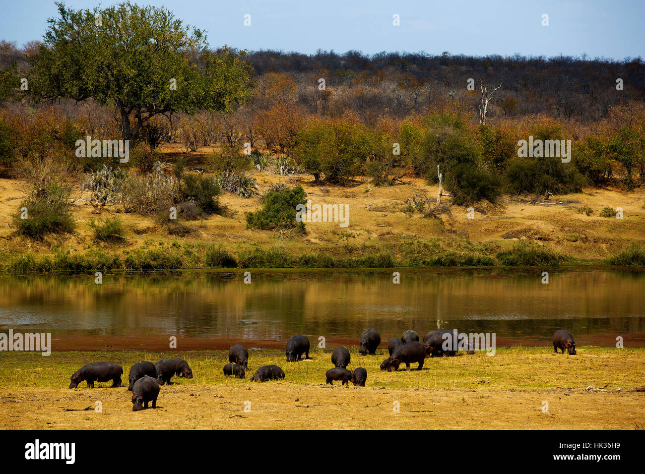 Group of Hippos at the banks of Lower Sabie River, Kruger National park ...