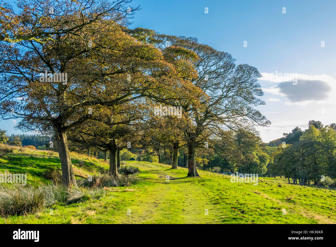 Grassy pathway hi-res stock photography and images - Alamy