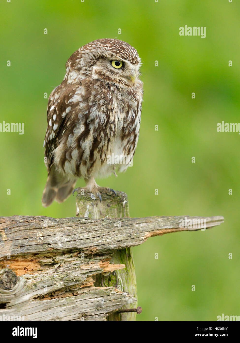 Little owl on perch Stock Photo - Alamy