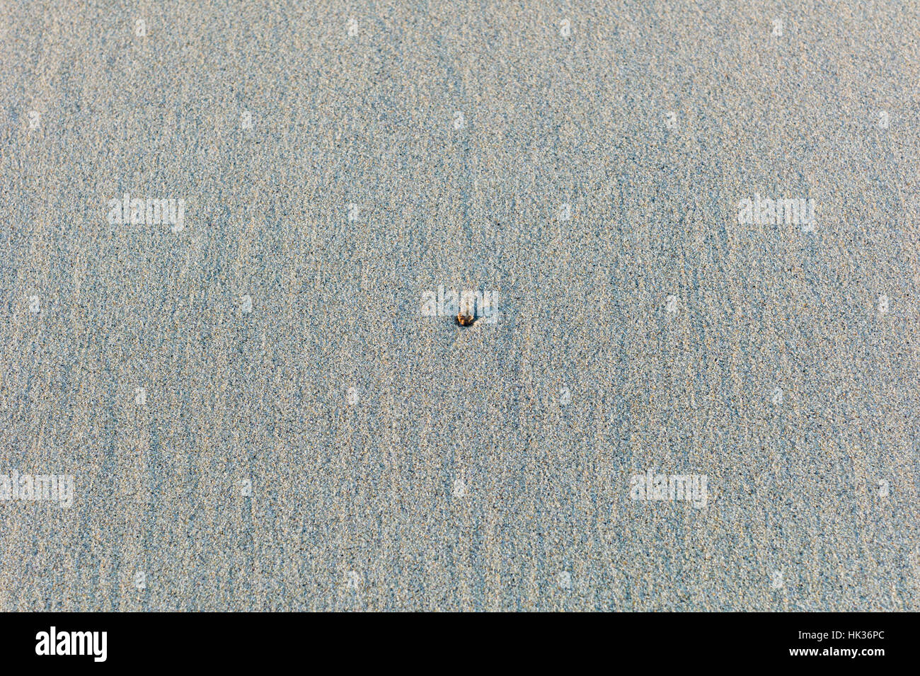 Seashell on sandy beach, Sennen Cove, Cornwall, UK Stock Photo - Alamy