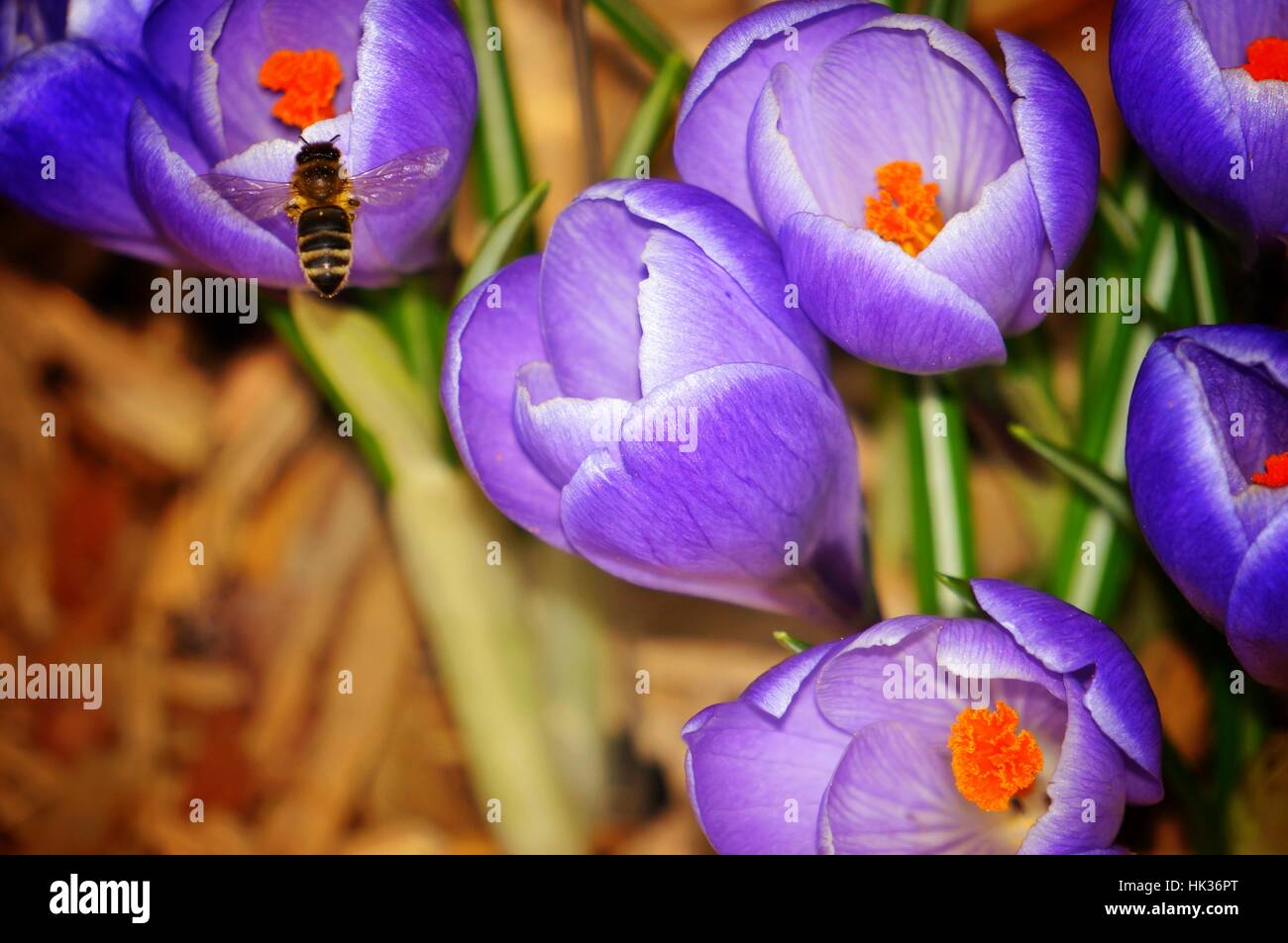 flower, plant, insects, spring, tulips, bees, tulip, insect, bee, plant ...