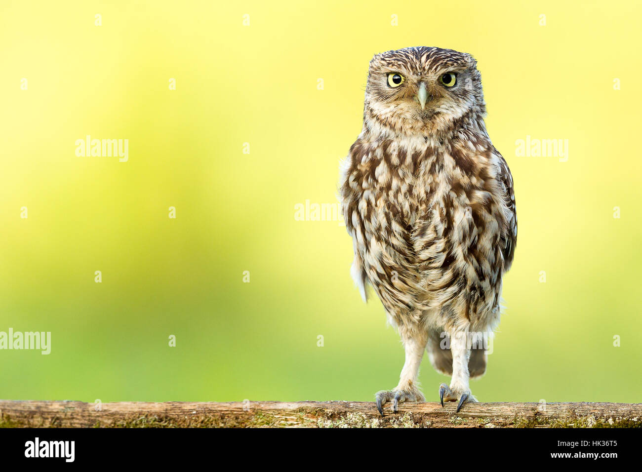 Little owl on perch Stock Photo - Alamy