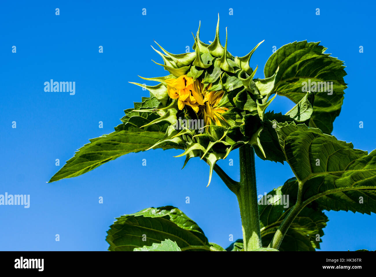 A half open blossom of common sunflower (Helianthus annuus) is standing ...