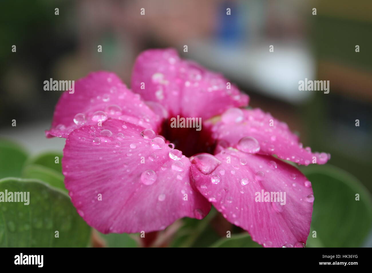 A pink wet flower Stock Photo - Alamy