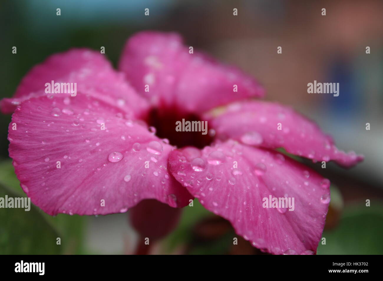A wet flower Stock Photo - Alamy