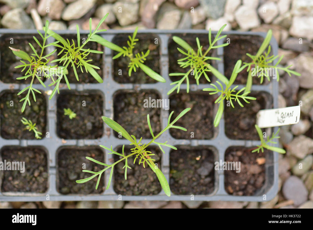Cosmos Seedlings High Resolution Stock Photography and Images - Alamy