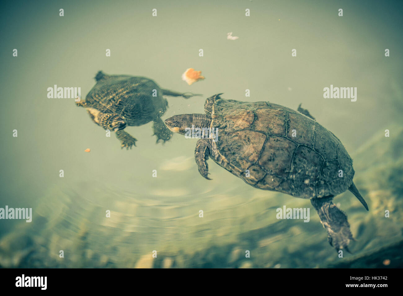 Turtle in water Stock Photo - Alamy