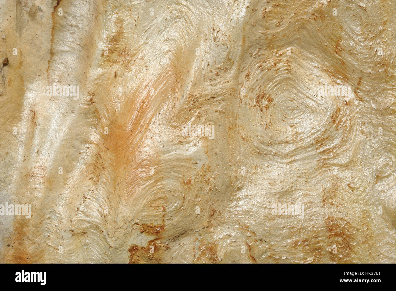 Closeup of the nature of Israel - eucalyptus texture Stock Photo - Alamy