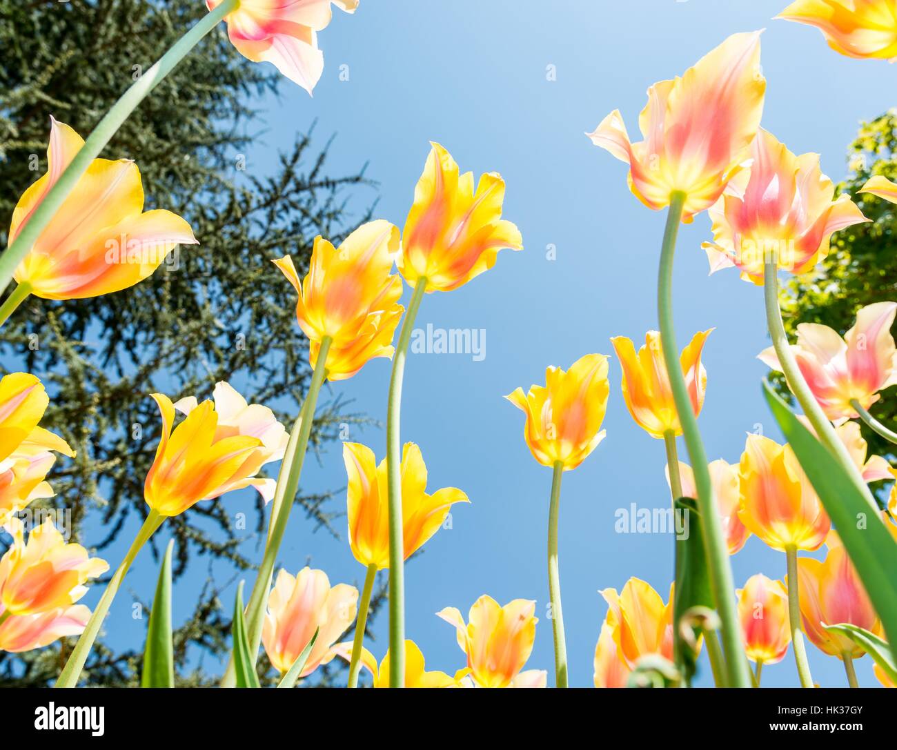 Yellow and orange tulips Stock Photo - Alamy