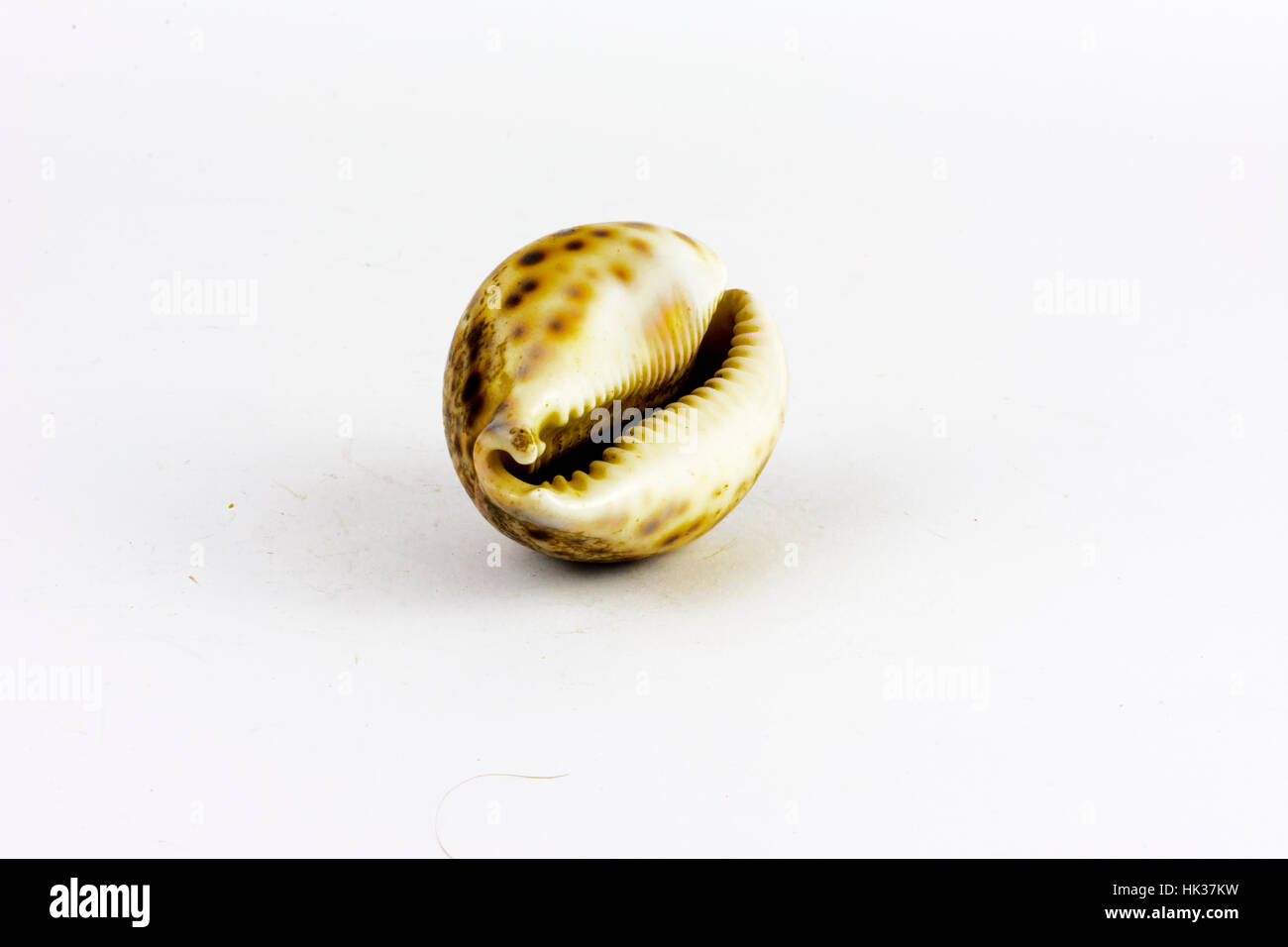 Circle shell fossil hi-res stock photography and images - Alamy
