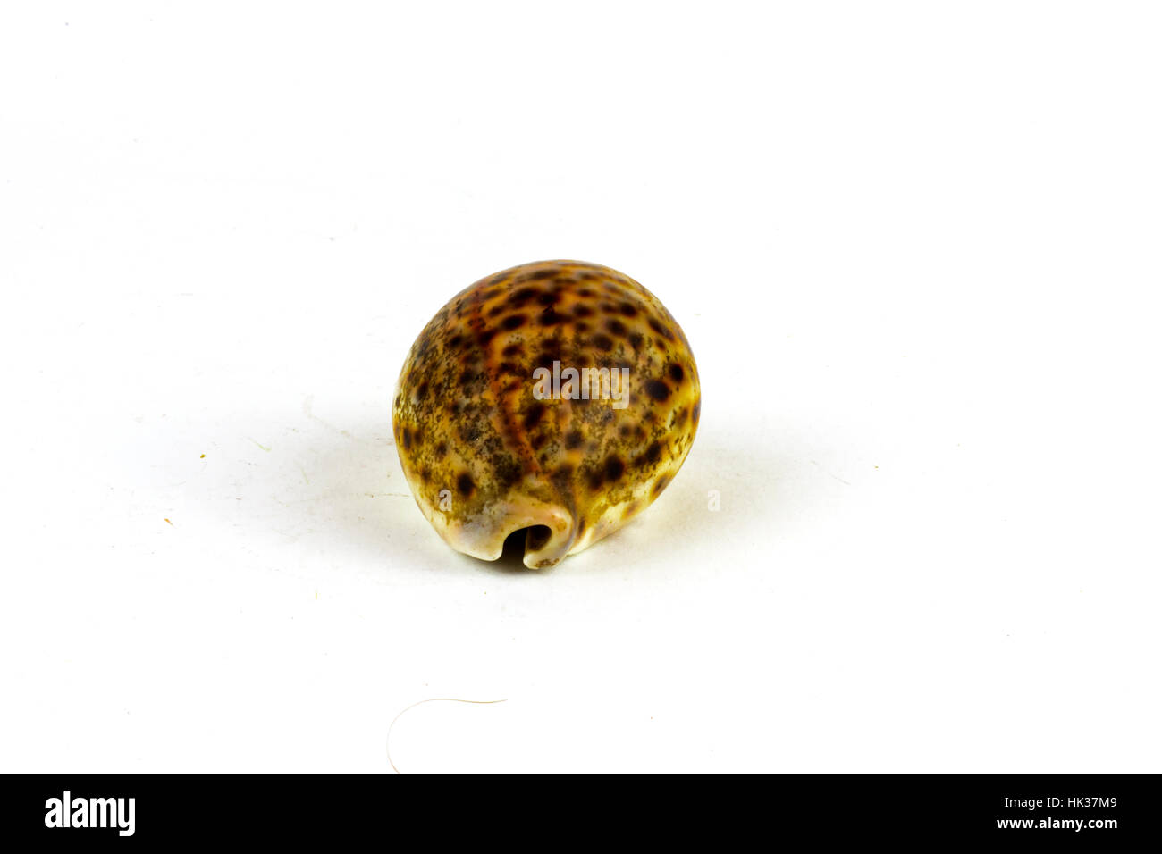 Open sea shell hi-res stock photography and images - Alamy