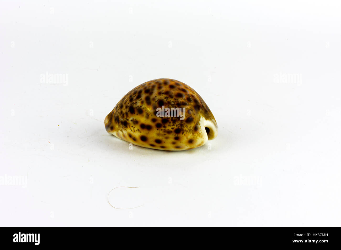 Sea shell open hi-res stock photography and images - Alamy