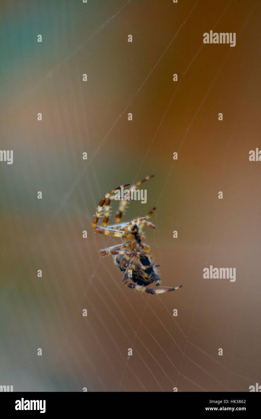 Spider on Web Stock Photo - Alamy