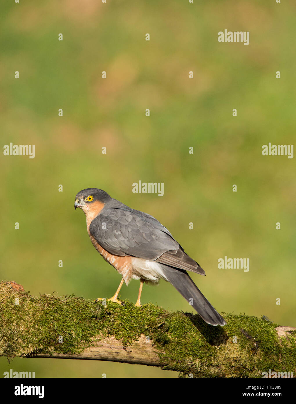 Sparrowhawk feather hi-res stock photography and images - Alamy
