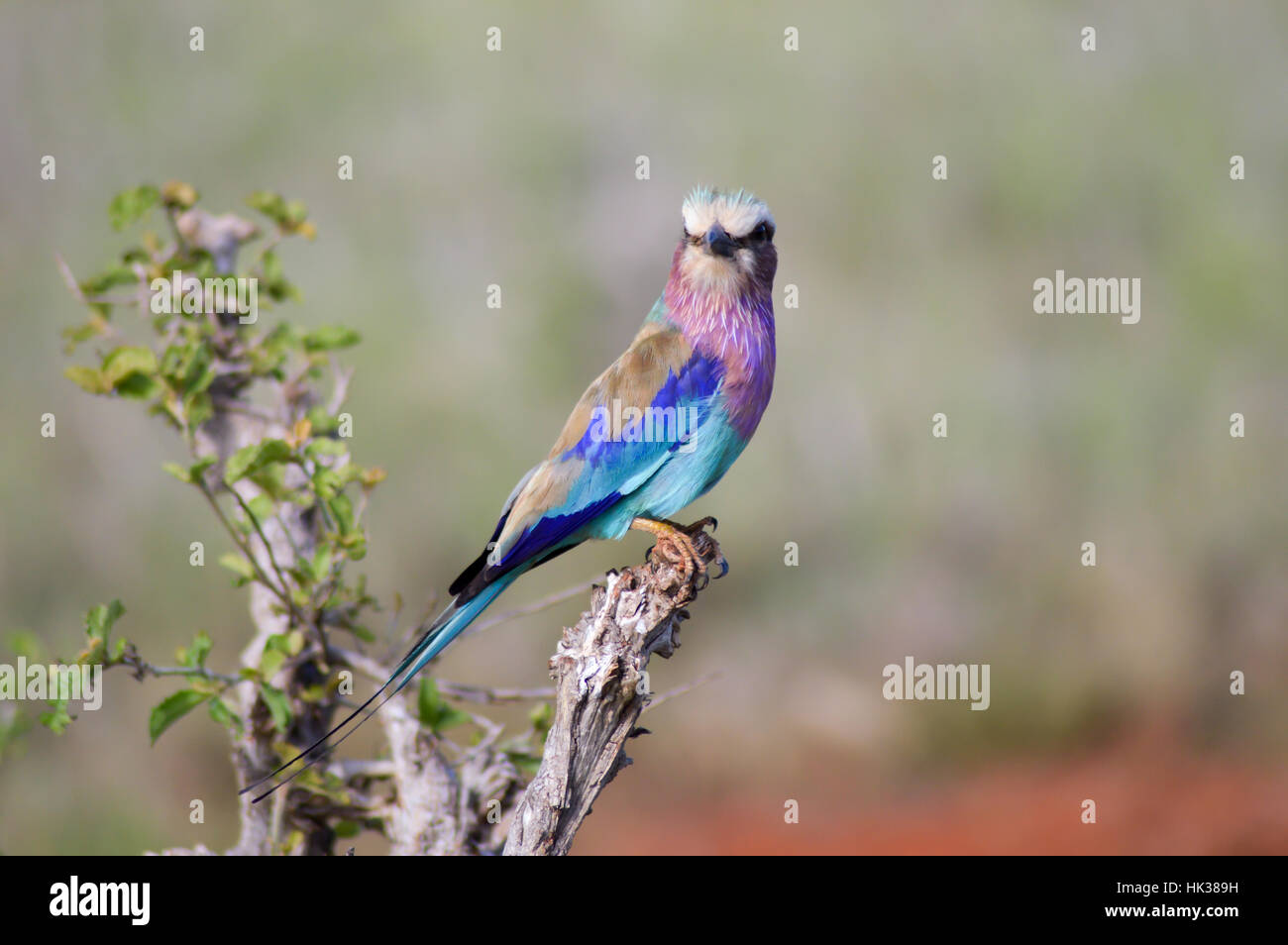 Roller with long strands on a tree in the savannah of Tsavo West park ...