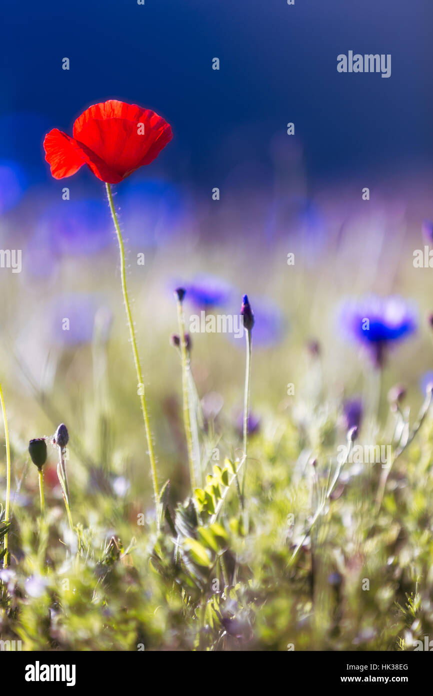 Blooming poppy with blue background Stock Photo - Alamy
