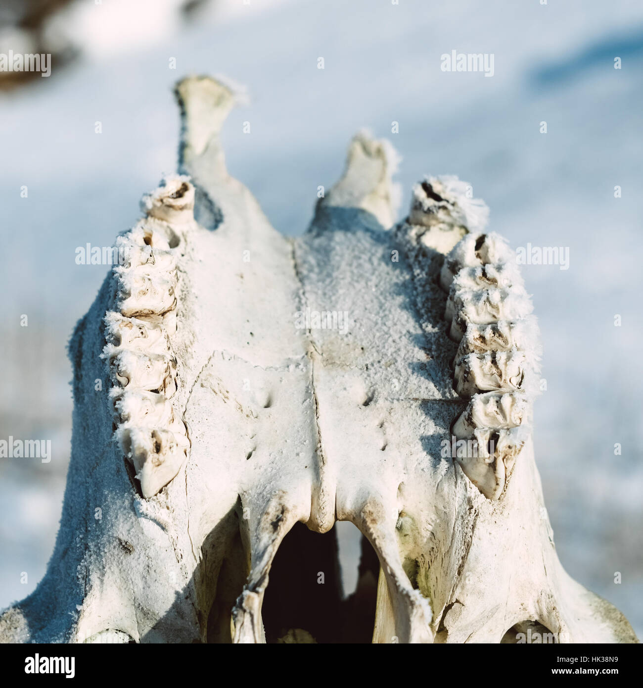 Animal skull animal head hi-res stock photography and images - Alamy