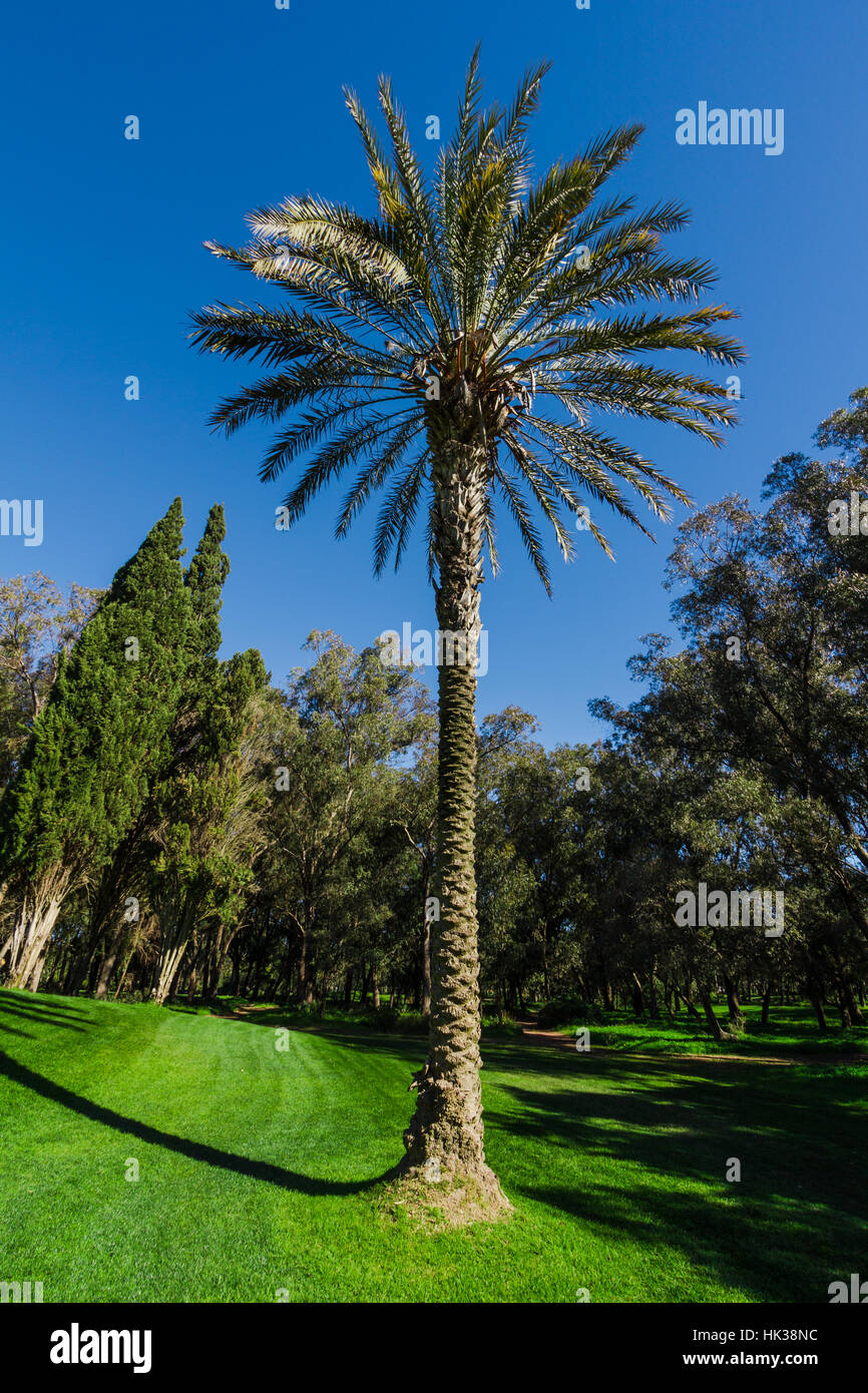 Palm tree on a golf course Stock Photo - Alamy