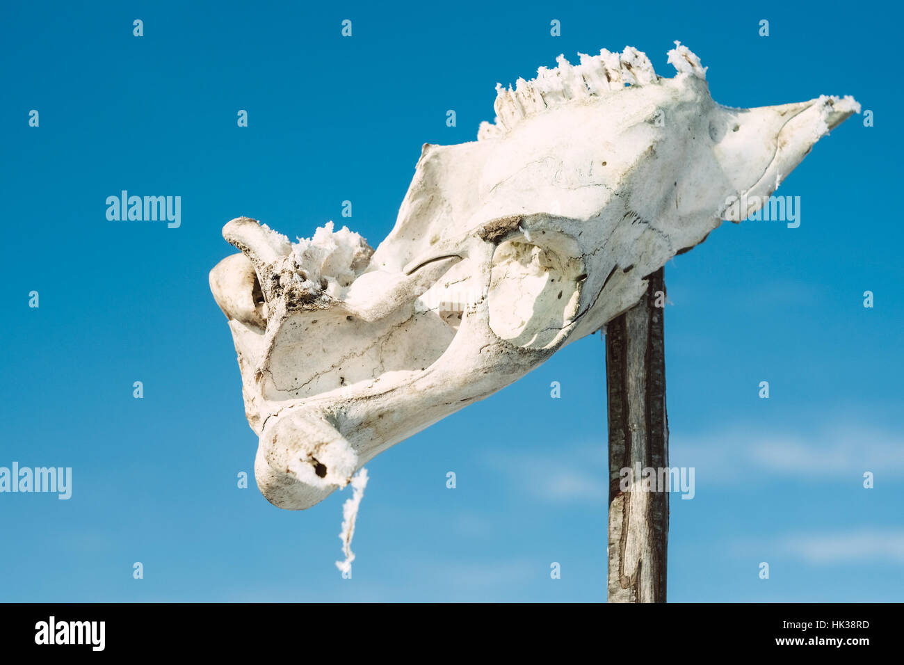 Animal skull animal head hi-res stock photography and images - Alamy