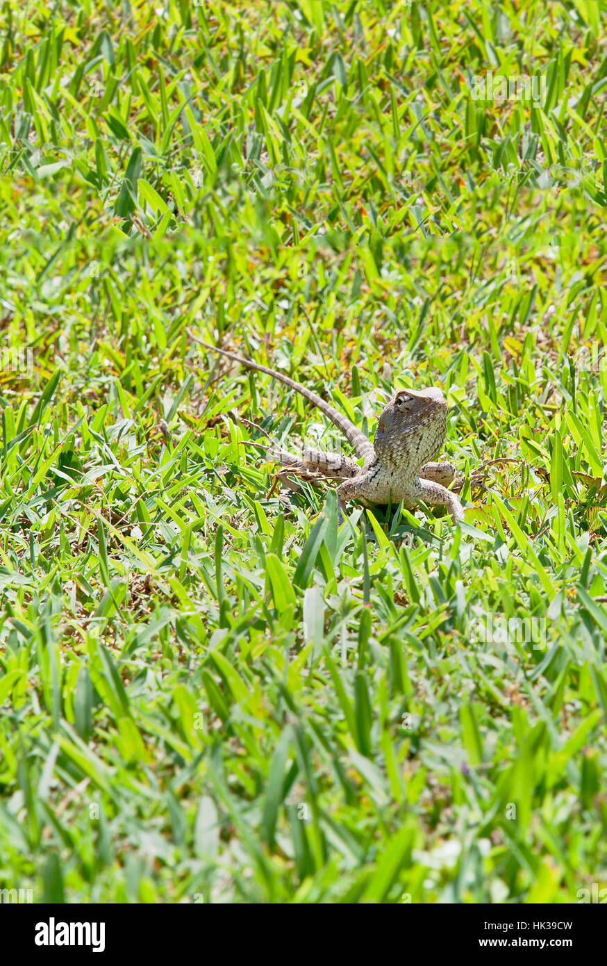 garden, lizard, india, wildlife, lawn, green, environment, enviroment ...