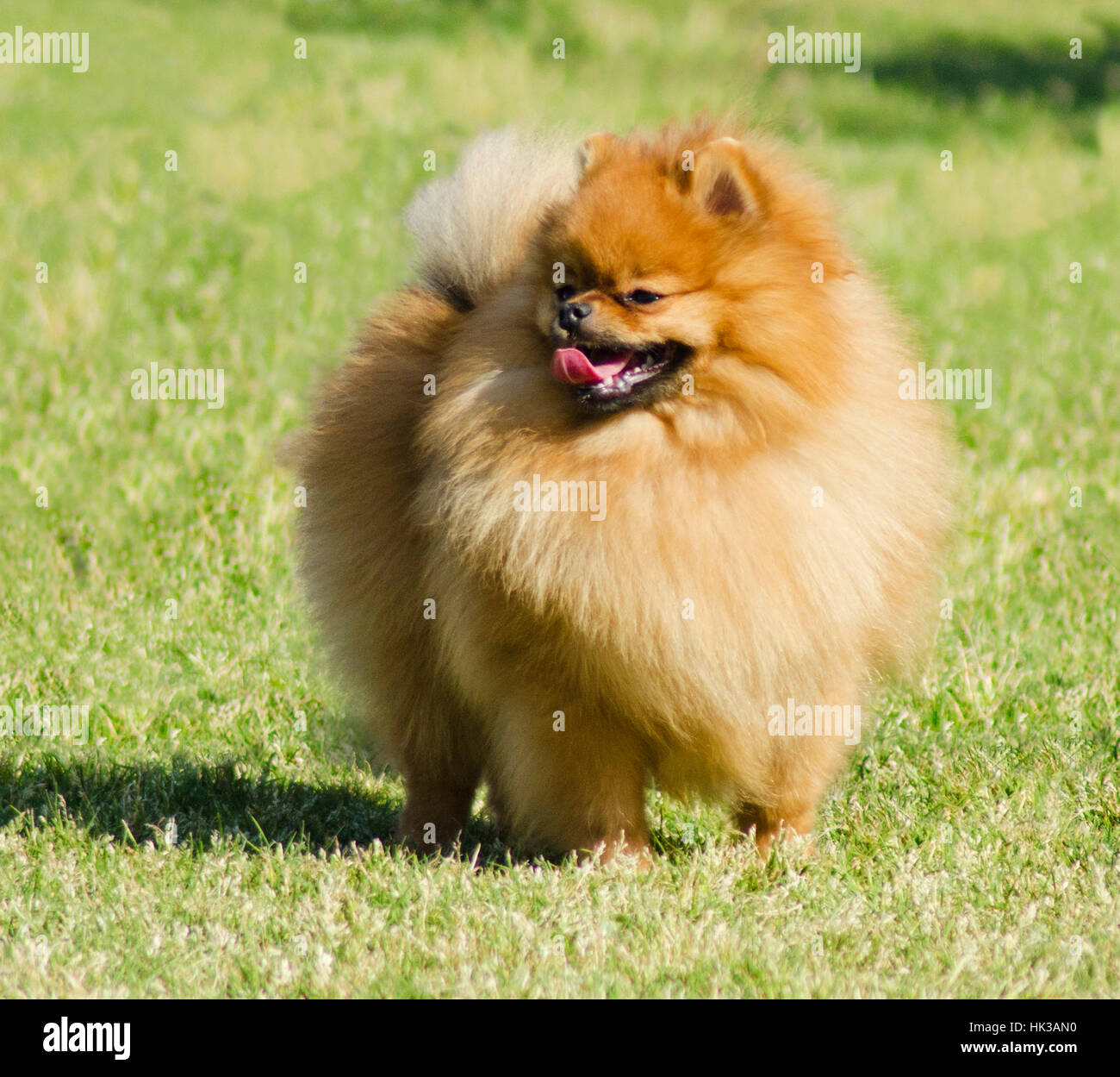 beautiful, beauteously, nice, model, design, project, concept, plan ...