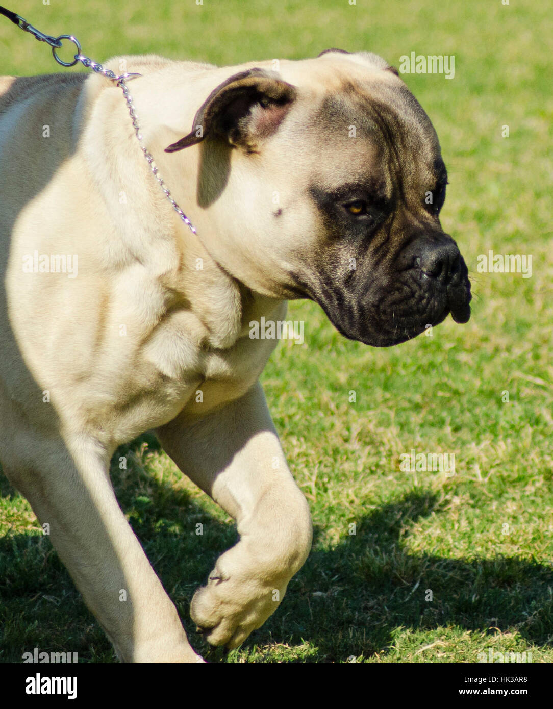 A young, beautiful, fawn, medium sized Bullmastiff dog running on the ...