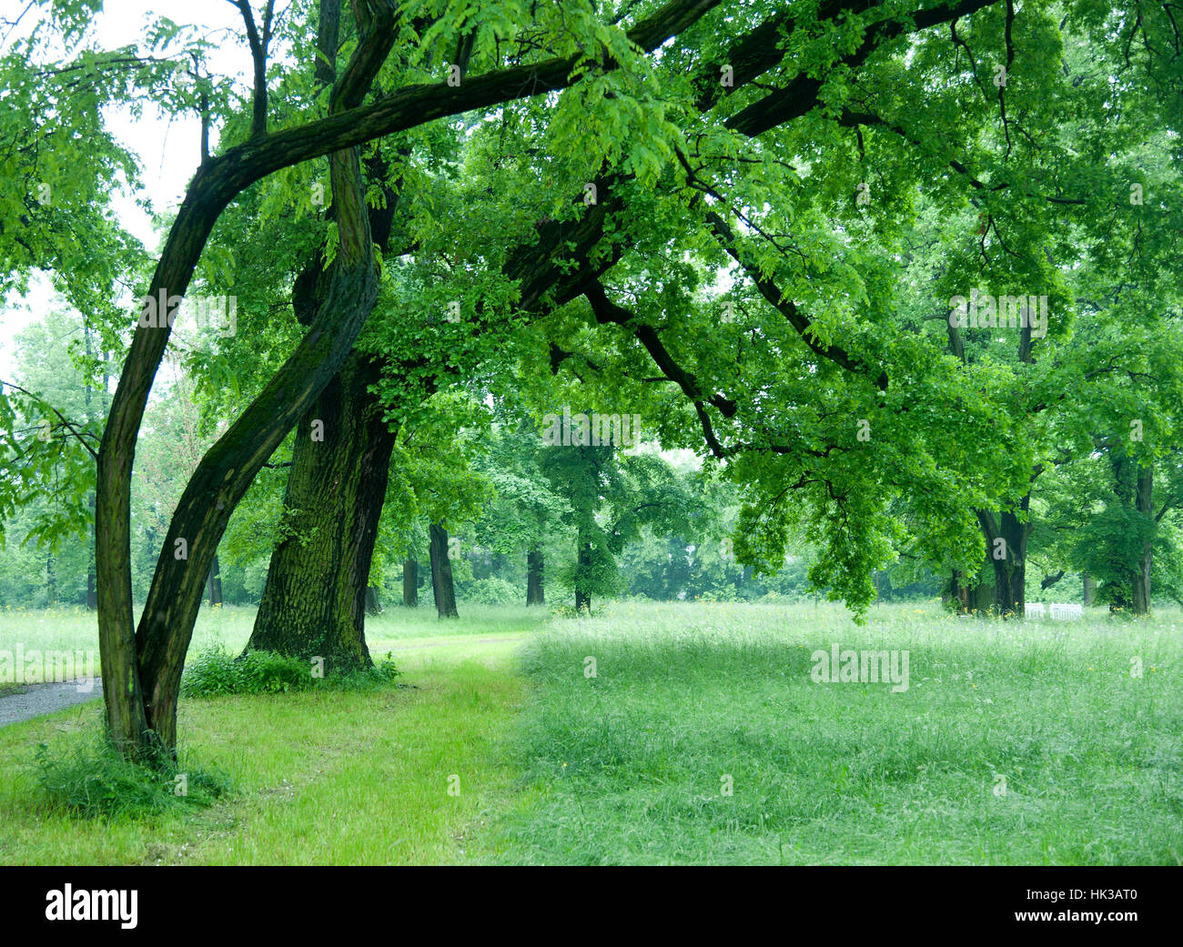 tree, park, trunk, branch, meadow, tree, park, green, trunk, deciduous ...