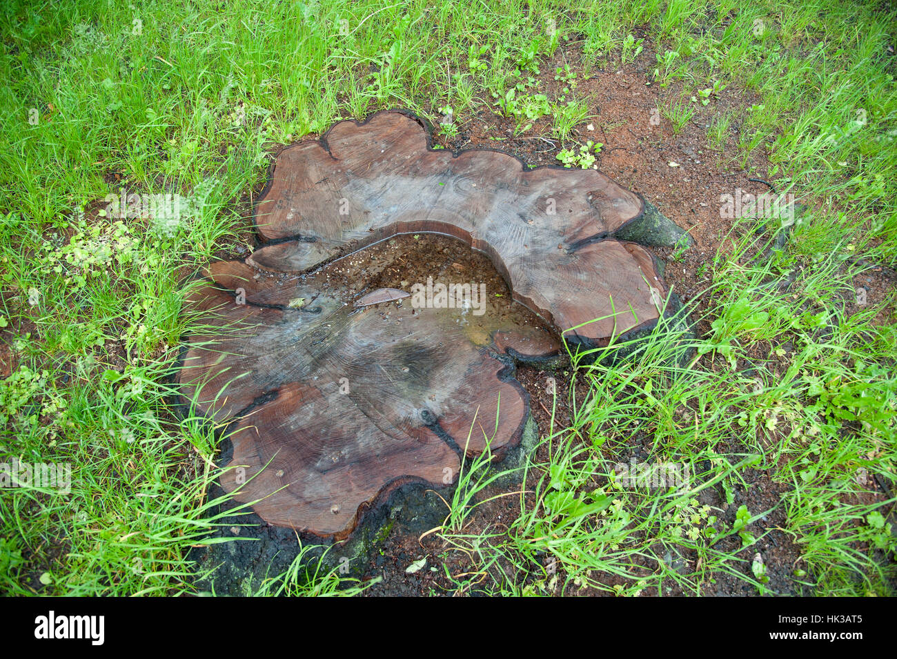 tree, spring, drop, wet, snag, beech, annual rings, tear down, meadow ...