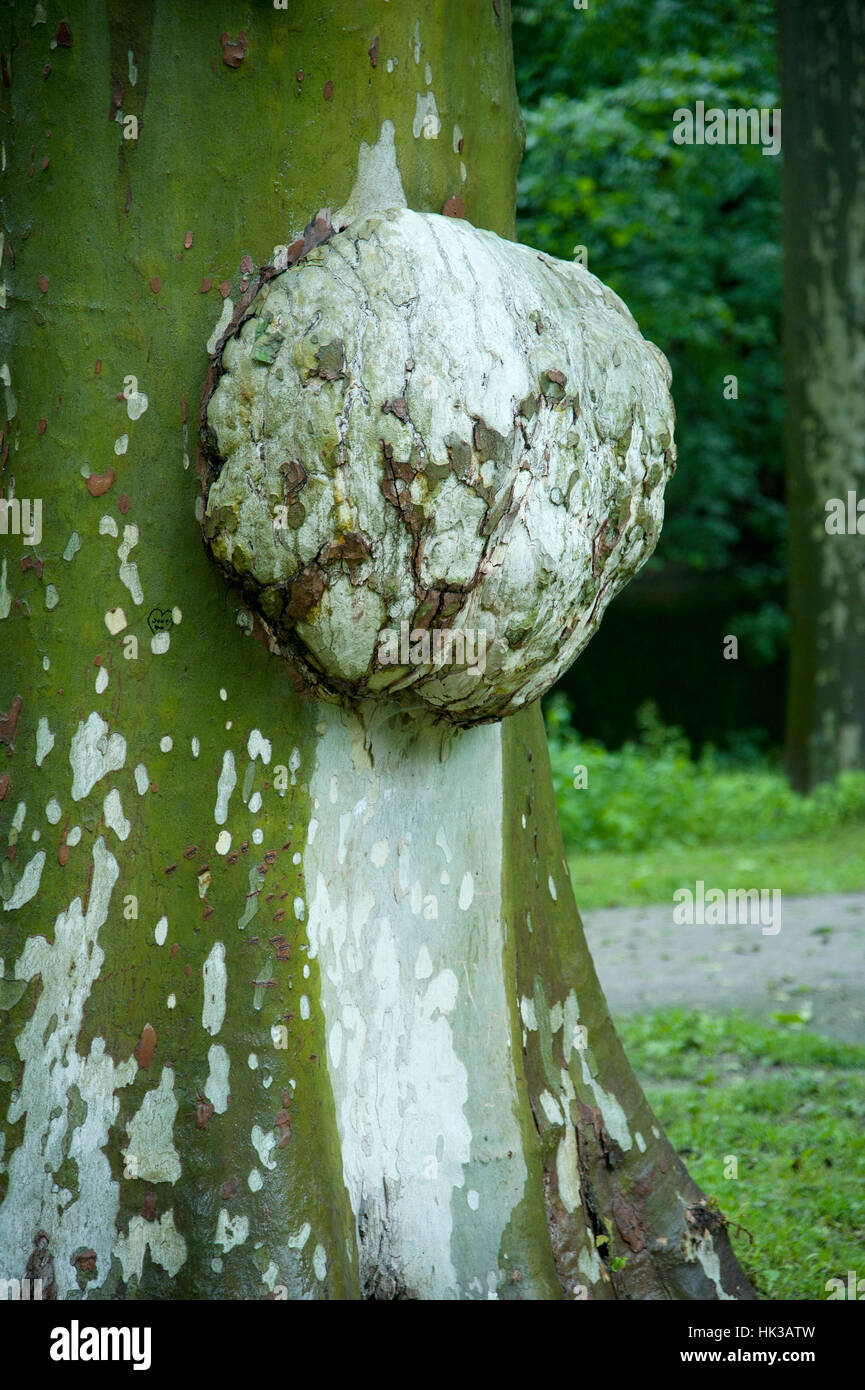 Abscess hi-res stock photography and images - Alamy