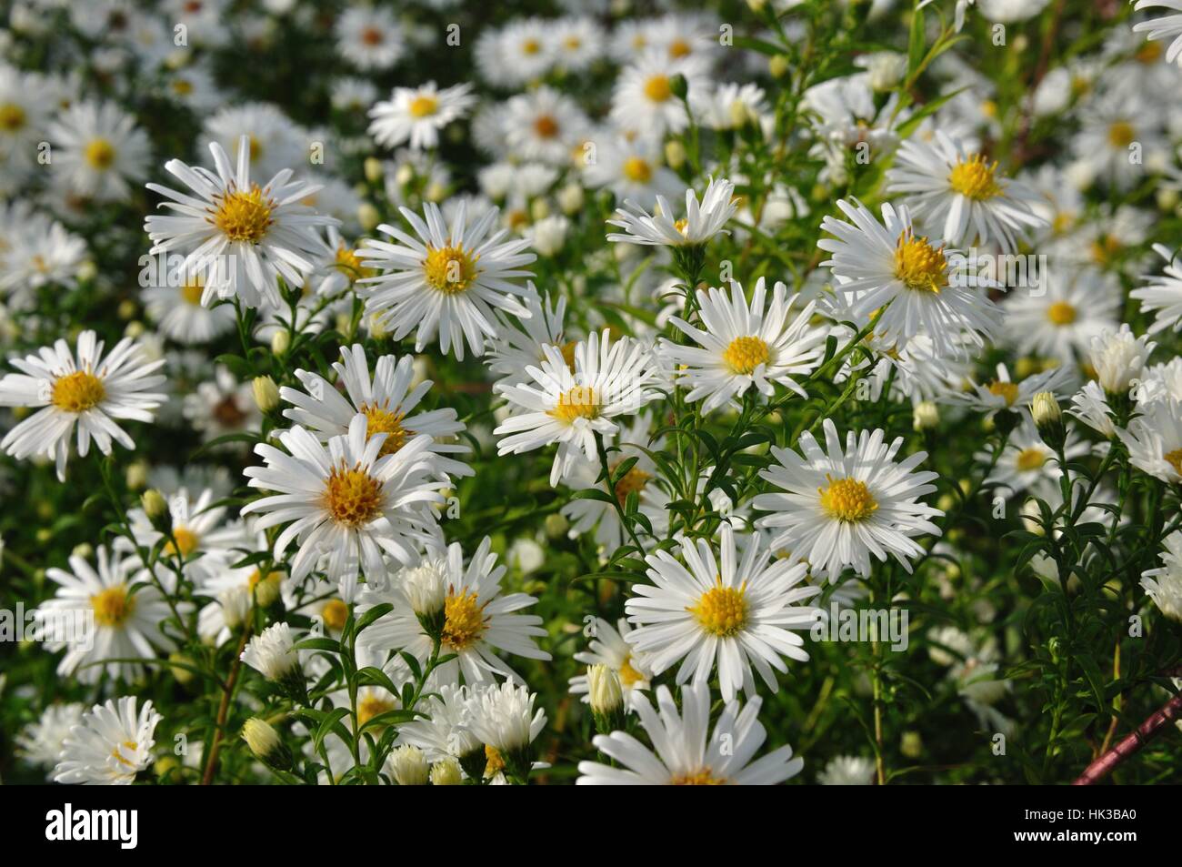 flower, plant, bloom, blossom, flourish, flourishing, environment ...