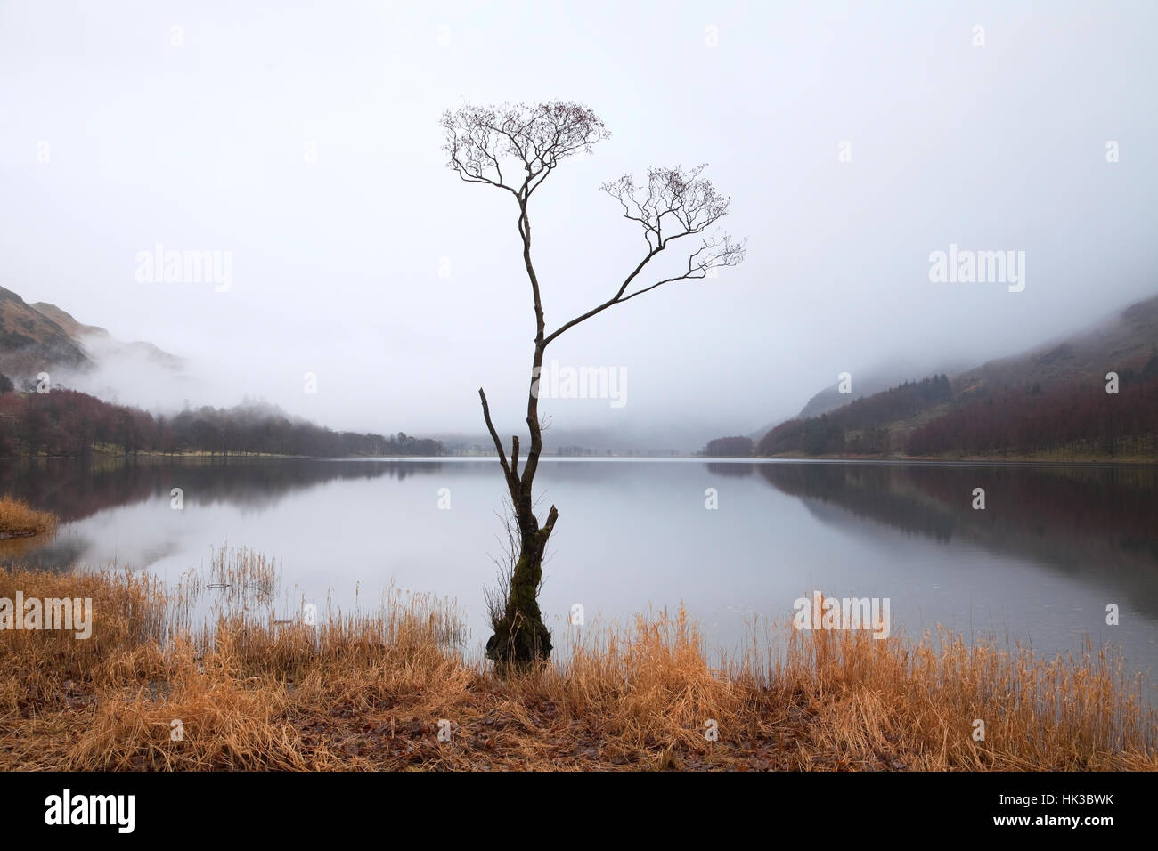 The Buttermere 'Lone Tree' in winter, Lake District Stock Photo - Alamy
