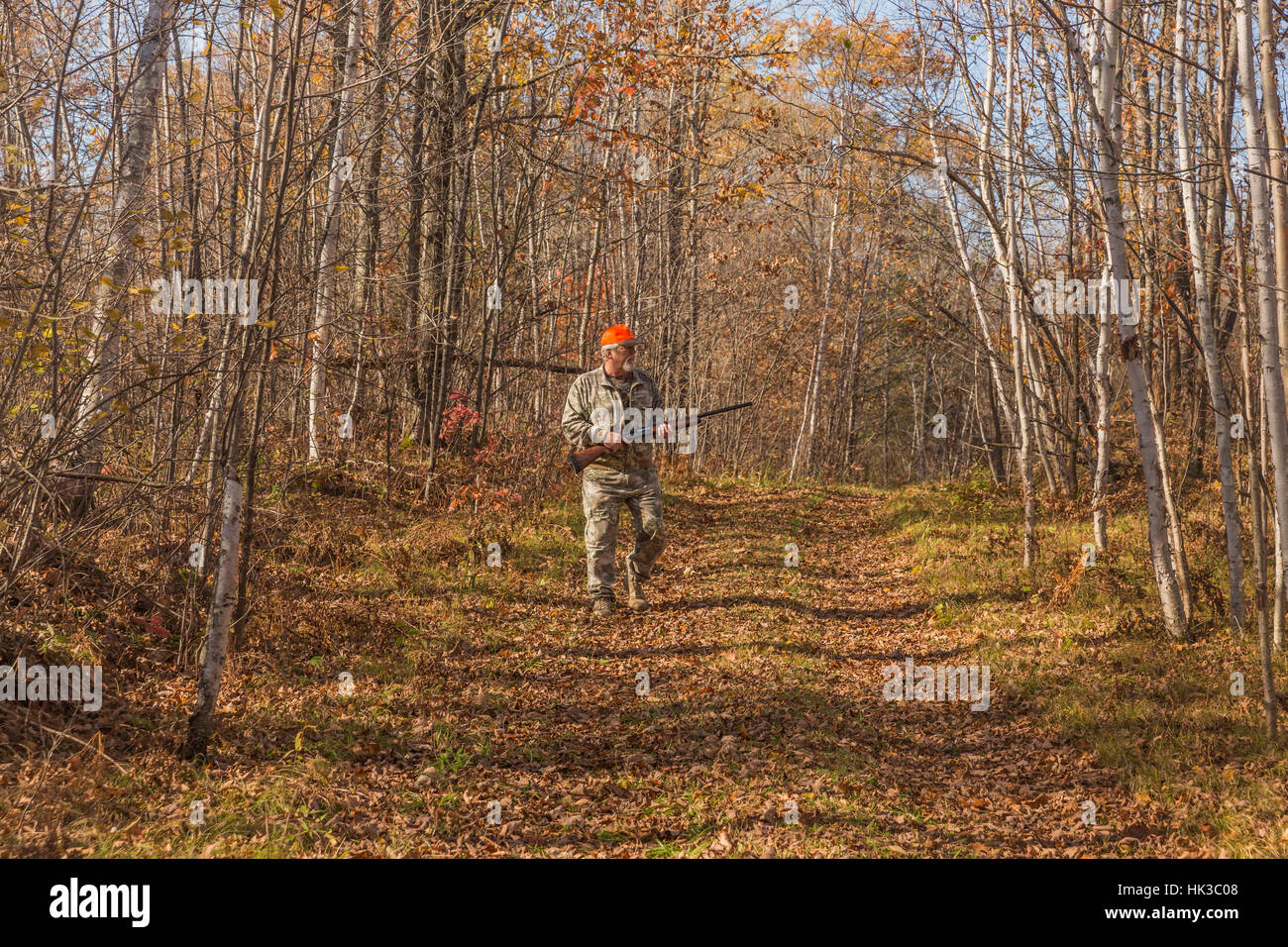 Ruffed grouse hunting in autumn Stock Photo - Alamy