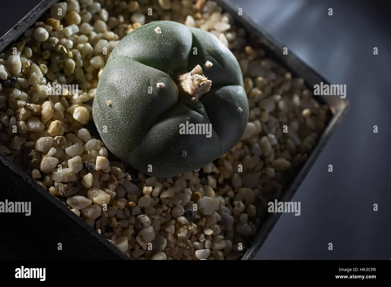 Peyote cactus hi-res stock photography and images - Alamy