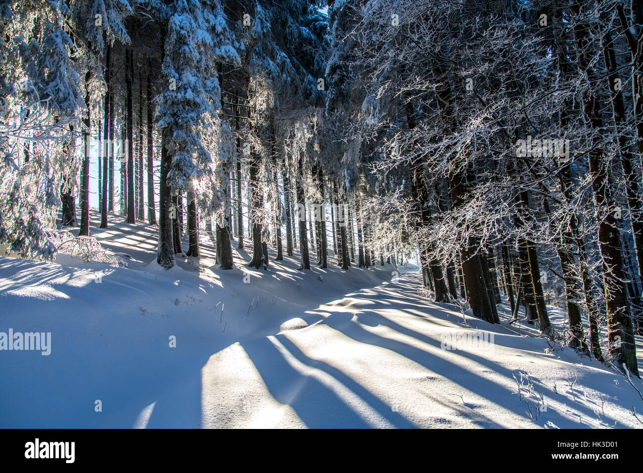 winter in the Sauerland area, Germany, forest, snow covered trees, near ...