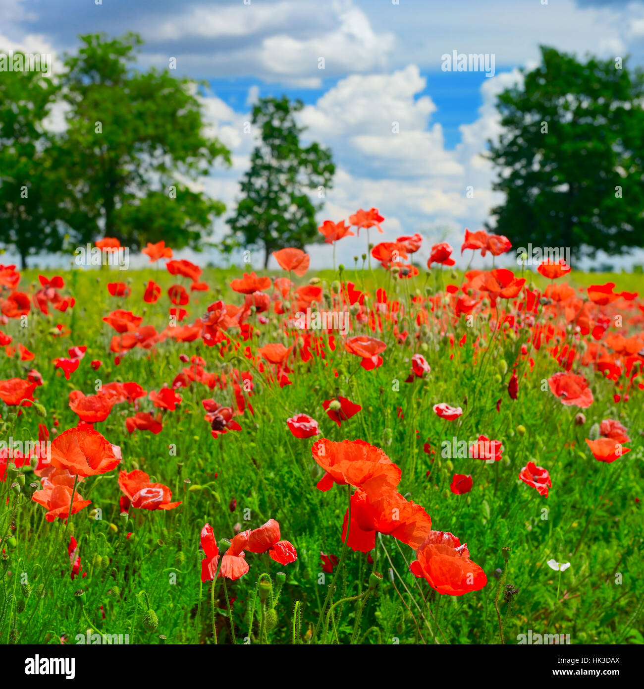 Poppies and tree hi-res stock photography and images - Alamy