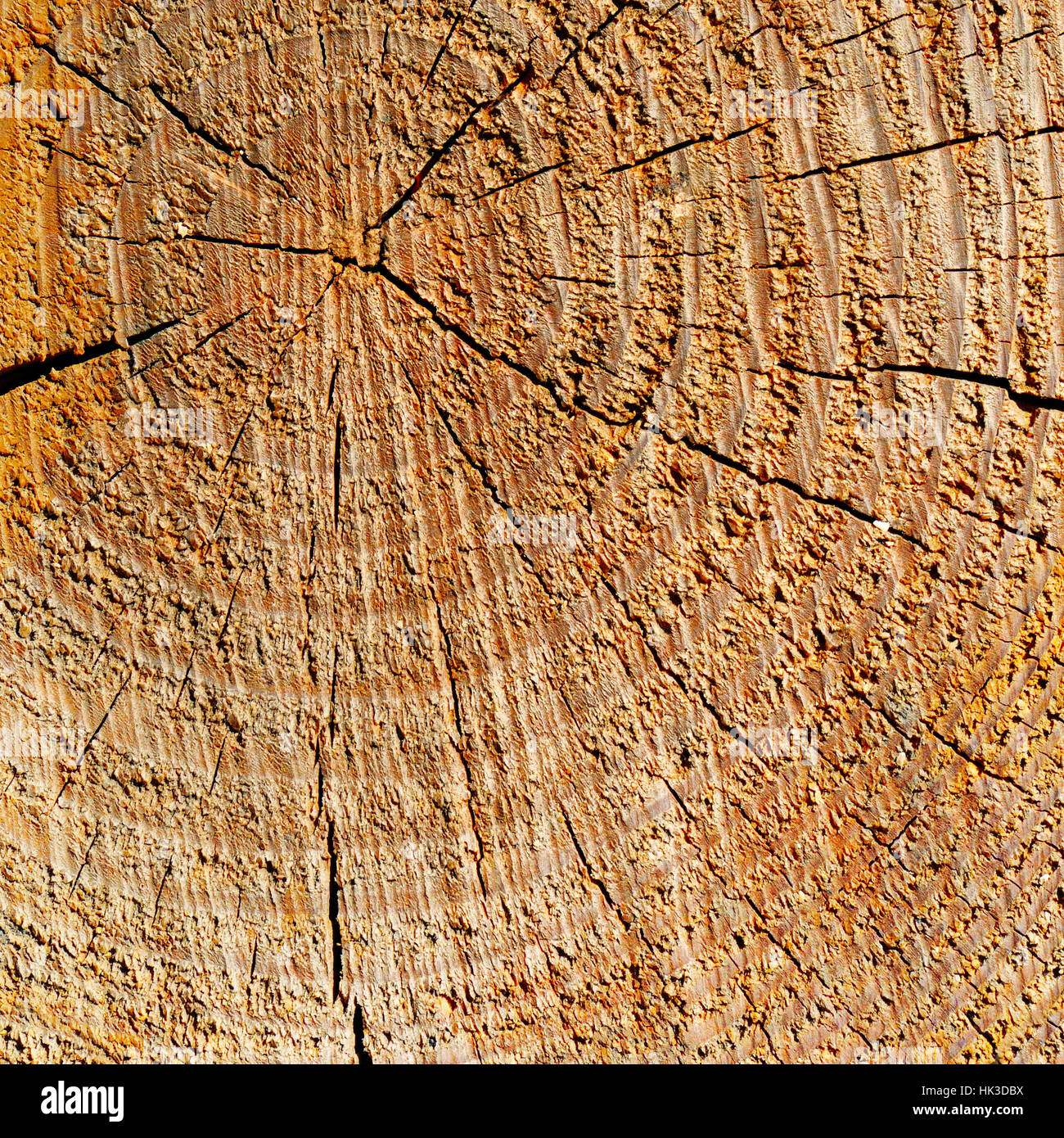 wood texture with growth rings Stock Photo - Alamy