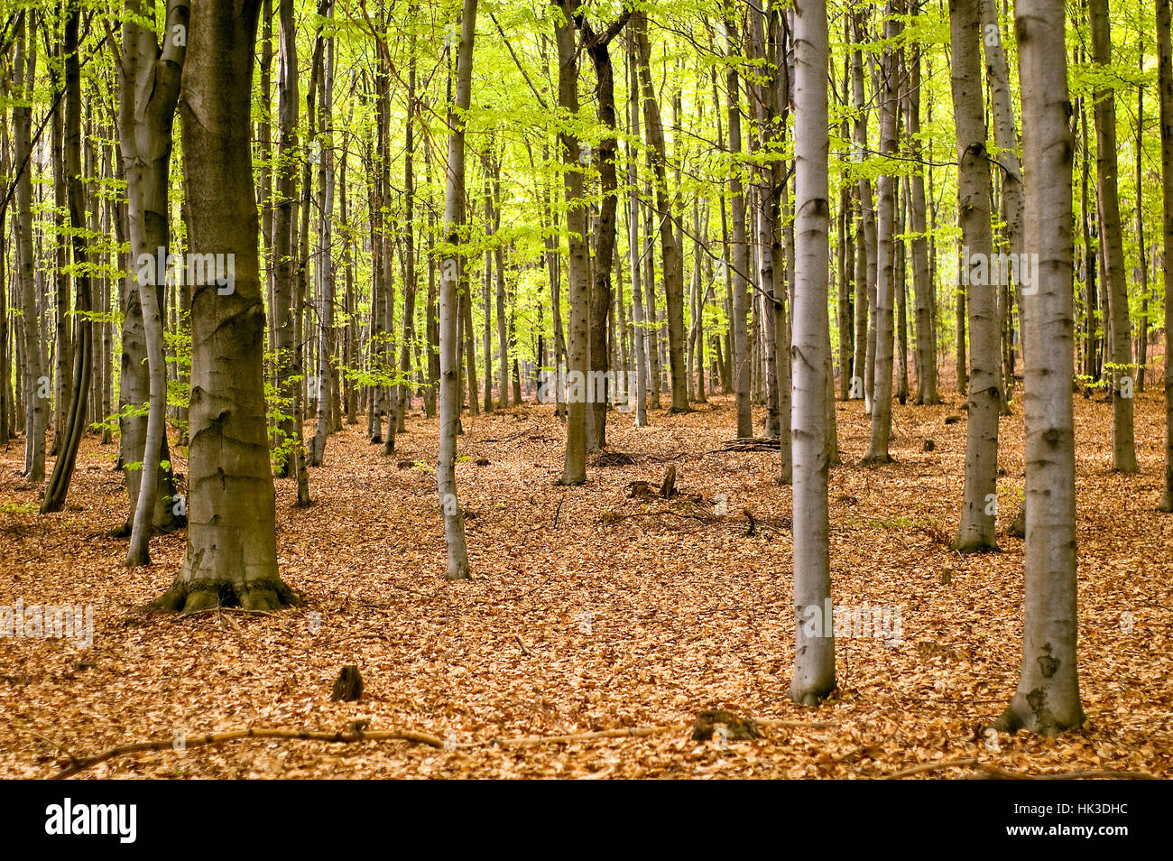 walk, go, going, walking, tree, october, nature, fall, autumn, walk, go ...