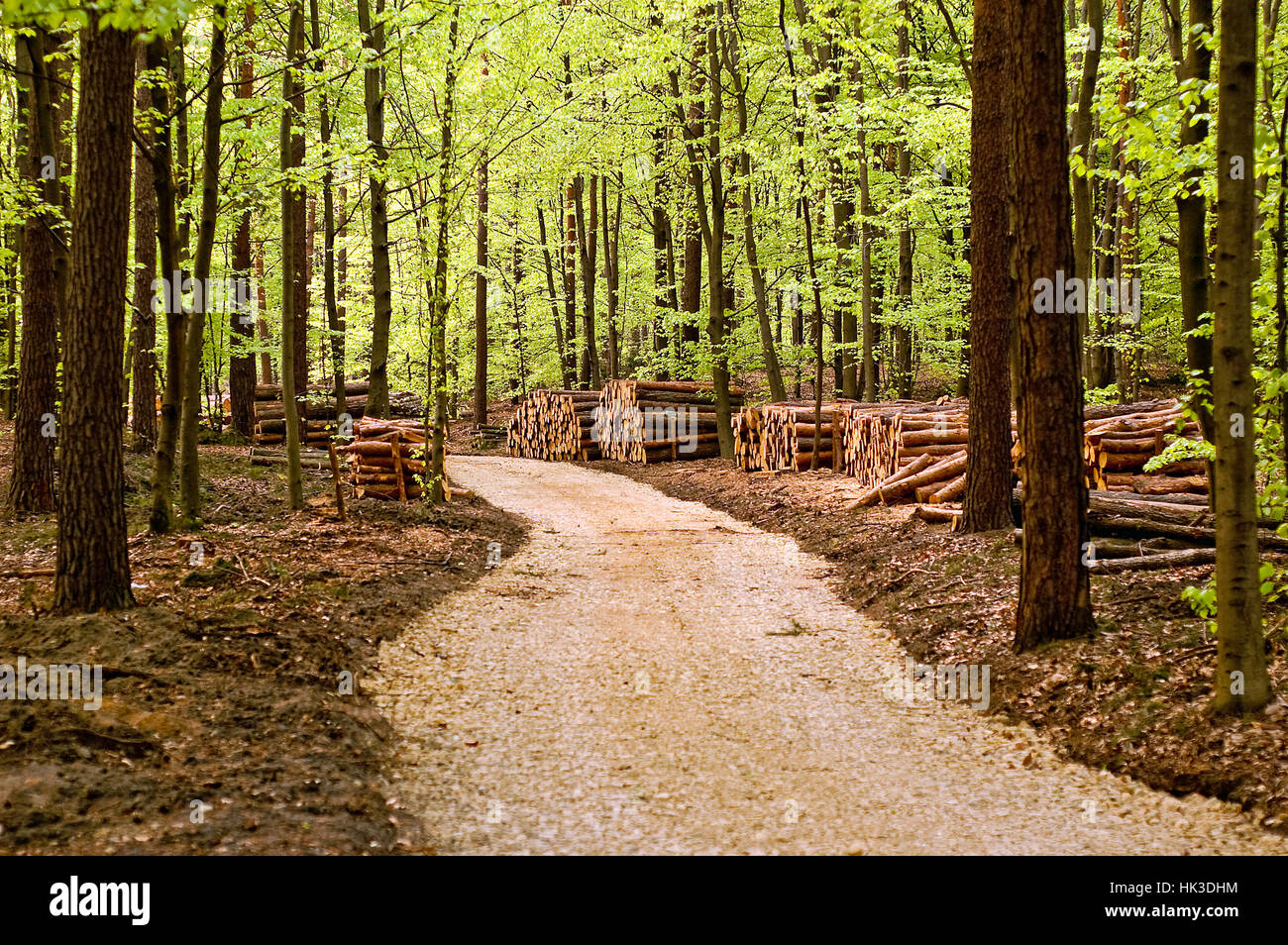 road through the woods Stock Photo - Alamy