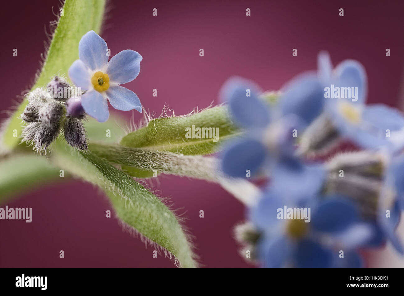 Forget-me-nots blossom flowers on green stem against pink background ...